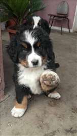 Oglasi za pse Bernski planinski pas | Halo oglasi