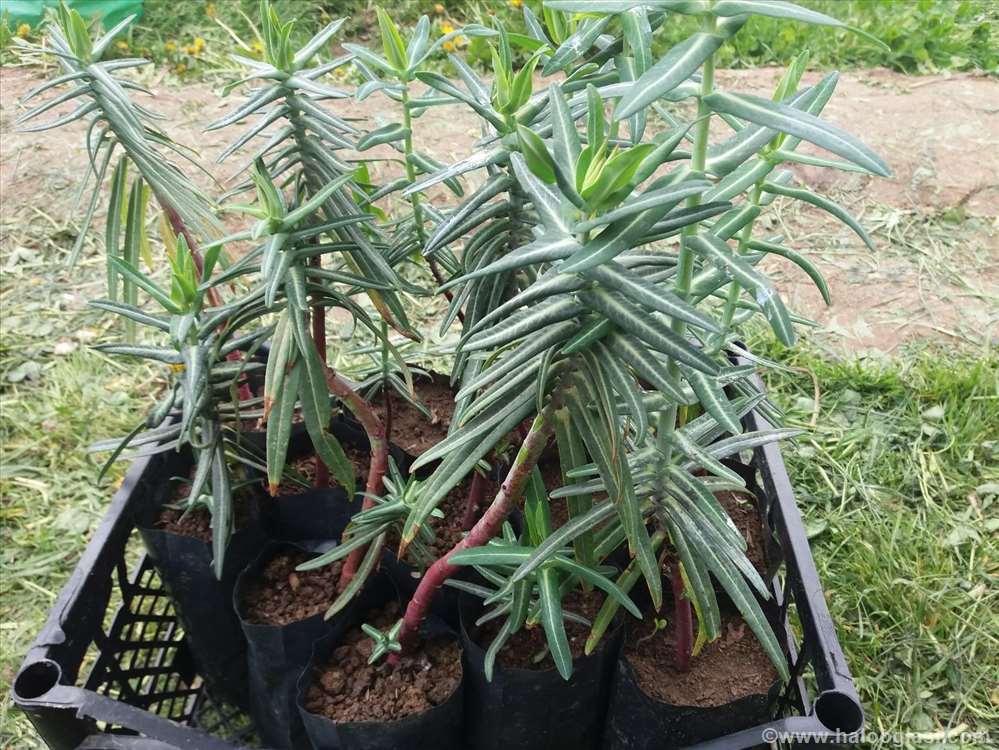 Krticarka- biljka protiv krtica | Halo Oglasi