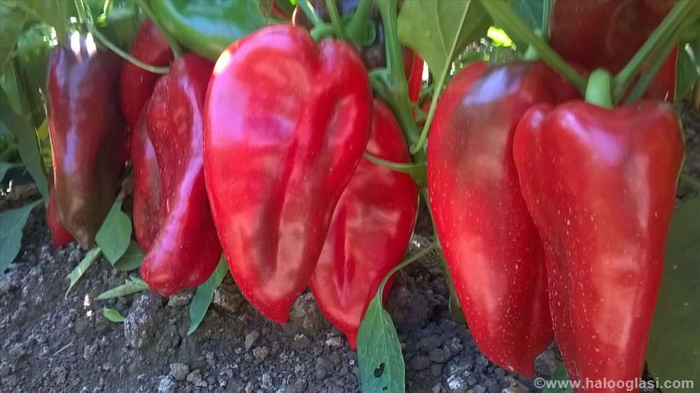 Rasad paprike, sorte kurtovka (ajvaruša) | Halo Oglasi