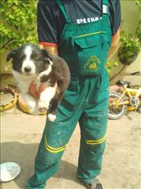 Oglasi za pse Border koli | Halo oglasi