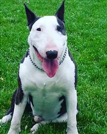 Oglasi za pse Bul terijer | Halo oglasi