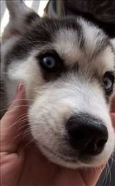 Oglasi za pse Sibirski haski | Halo oglasi