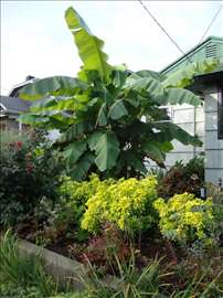 Seme, cveće, sadnice | Halo oglasi