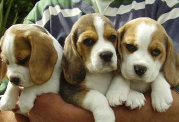 Oglasi za pse Bigl | Halo oglasi