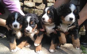 Oglasi za pse Bernski planinski pas | Halo oglasi