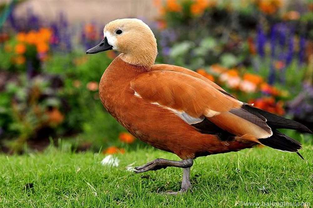 Ukrasne utve - egzotične | Halo Oglasi