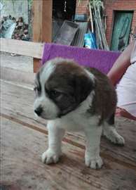 Oglasi za pse Border koli | Halo oglasi