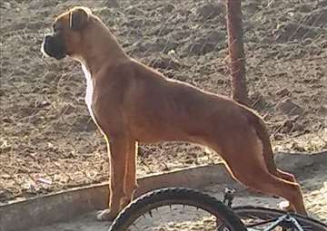 Oglasi za pse Nemački bokser | Halo oglasi