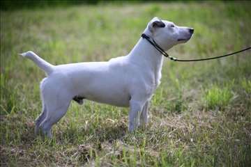 Prodaja pasa i psi na poklon Džek Rasel terijer | Halo oglasi