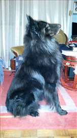 Oglasi za pse Malinoa, Belgijski ovčar | Halo oglasi