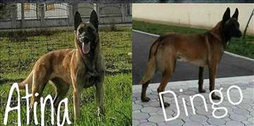 Oglasi za pse Malinoa, Belgijski ovčar | Halo oglasi