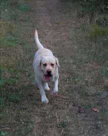 Oglasi za pse Labrador retriver | Halo oglasi