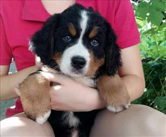 Oglasi za pse Bernski planinski pas | Halo oglasi