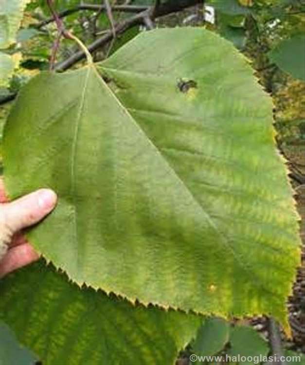 Sadnice medonosne lipe, akcija | Halo Oglasi