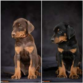 Oglasi za pse Doberman | Halo oglasi