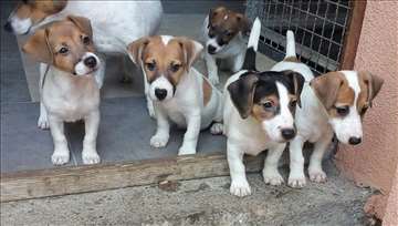 Oglasi za pse Džek Rasel terijer | Halo oglasi