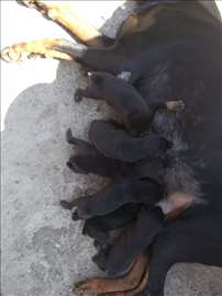 Oglasi za pse Doberman | Halo oglasi