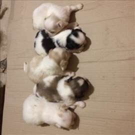 Oglasi za pse Pekinezer | Halo oglasi