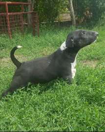 Oglasi za pse Bul terijer | Halo oglasi