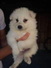 Oglasi za pse Samojed | Halo oglasi