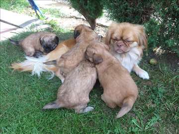 Oglasi za pse Pekinezer | Halo oglasi