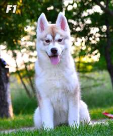 Oglasi za pse Sibirski haski | Halo oglasi