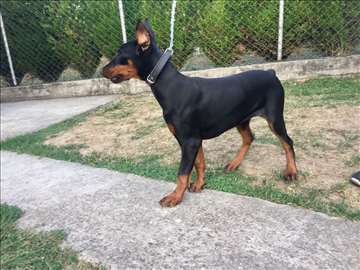 Oglasi za pse Doberman | Halo oglasi