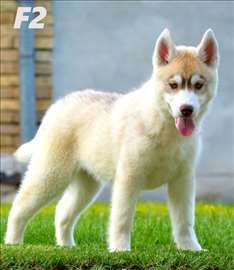 Oglasi za pse Sibirski haski | Halo oglasi