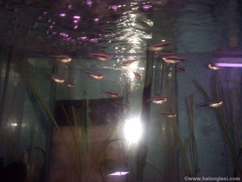 Plave, crne i kraljevske neonke | Halo Oglasi