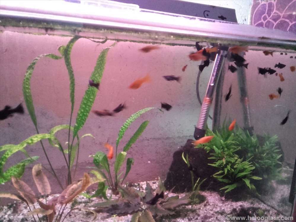 Živorotke - molike, ksifoi, platike, gupike | Halo Oglasi