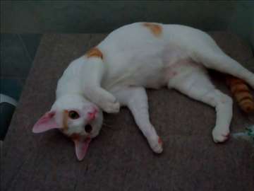 Prodaja mačaka | Mačke na poklon | Oglasi za mačke | Halo oglasi