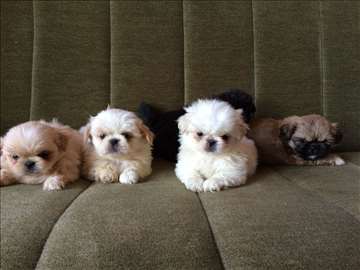 Oglasi za pse Pekinezer | Halo oglasi