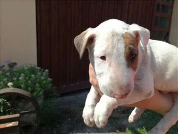 Oglasi za pse Bul terijer | Halo oglasi