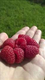 Seme, cveće, sadnice | Halo oglasi