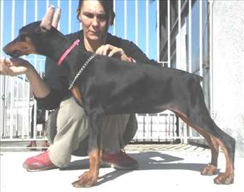 Oglasi za pse Doberman | Halo oglasi