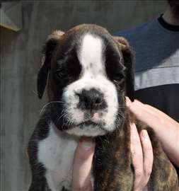 Oglasi za pse Nemački bokser | Halo oglasi