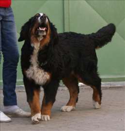 Oglasi za pse Bernski planinski pas | Halo oglasi