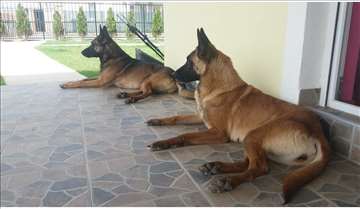 Oglasi za pse Malinoa, Belgijski ovčar | Halo oglasi