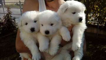 Oglasi za pse Samojed | Halo oglasi