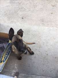 Oglasi za pse Malinoa, Belgijski ovčar | Halo oglasi