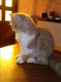 Oglasi Persijska mačka | Halo oglasi