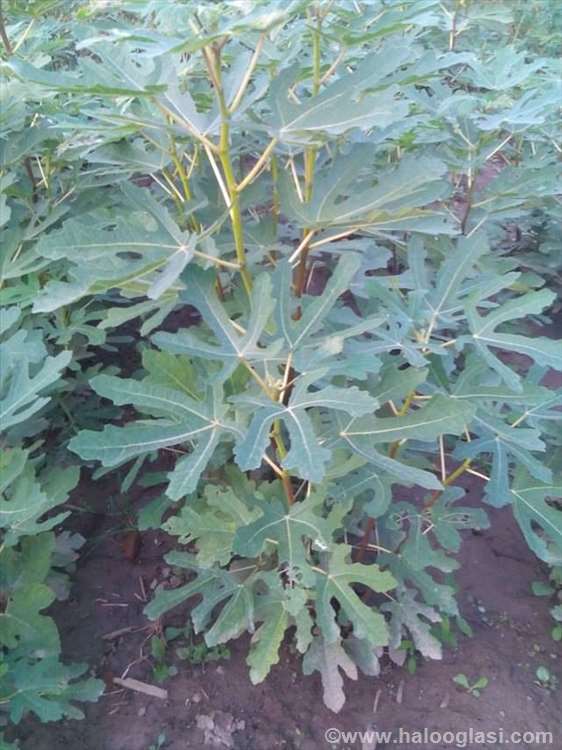 Sadnice smokve | Halo Oglasi