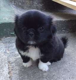 Oglasi za pse Pekinezer | Halo oglasi