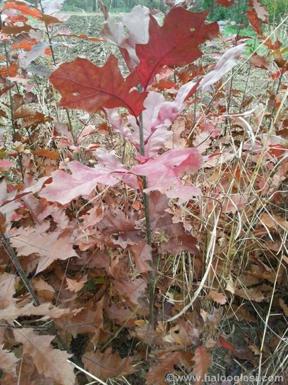 Sadnice crvenog hrasta | Halo Oglasi