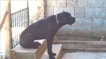 Oglasi za pse Cane corso | Halo oglasi