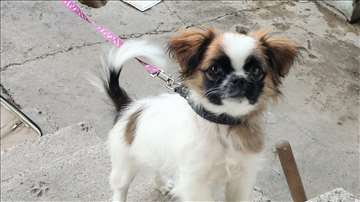 Oglasi za pse Pekinezer | Halo oglasi