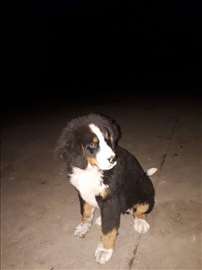 Oglasi za pse Bernski planinski pas | Halo oglasi