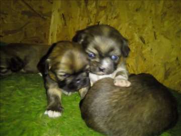 Oglasi za pse Pekinezer | Halo oglasi