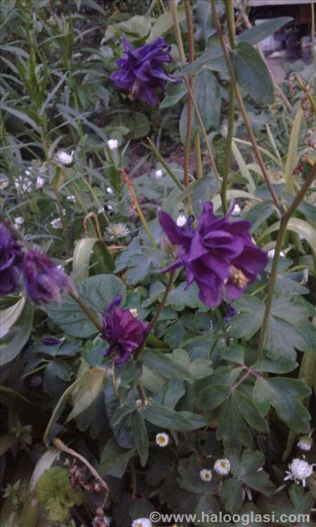 Seme cveća | Halo Oglasi