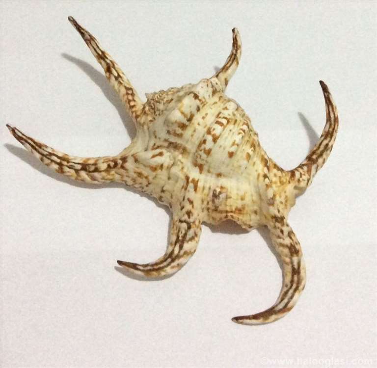 Školjke iz Indonezije. | Halo Oglasi